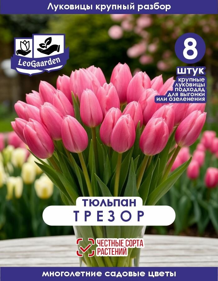 Тюльпан Луковица, Трезор 8 шт. крупные.