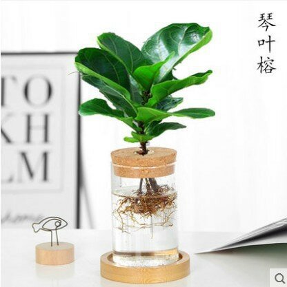 Каладиум Caladium Fragrans в горшке, гидропонное растение, офисное настольное растение, легко выращивать, маленькое зеленое растение для рабочего стола