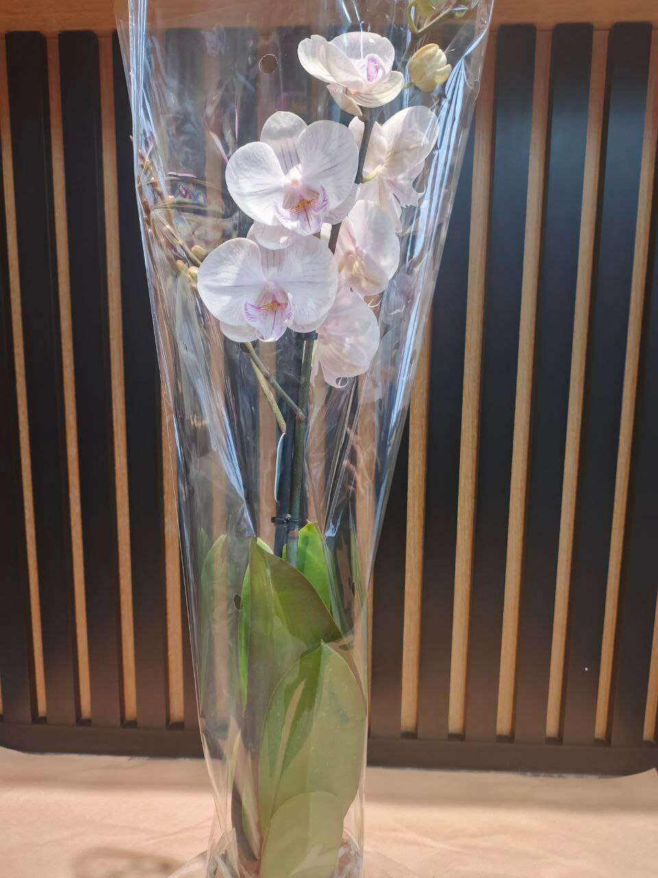 Орхидея Цветочная Лавка "Фаленопсис", настольная, компактная, 60x20 см, 0,9 л