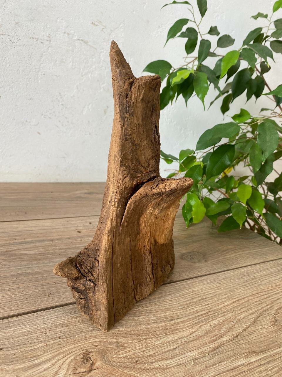 Сухой корень дуба для декора 16х9х24 см. Коряга для террариумов. Рутарий. арт г907