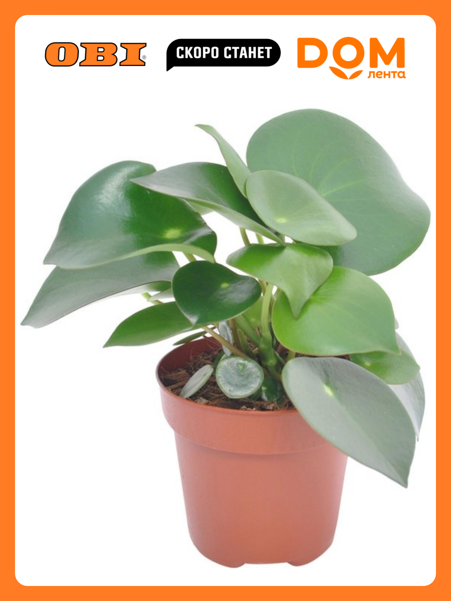 Растение пеперомия Рейндроп, декоративно-лиственное, высота 20 см, горшок D12