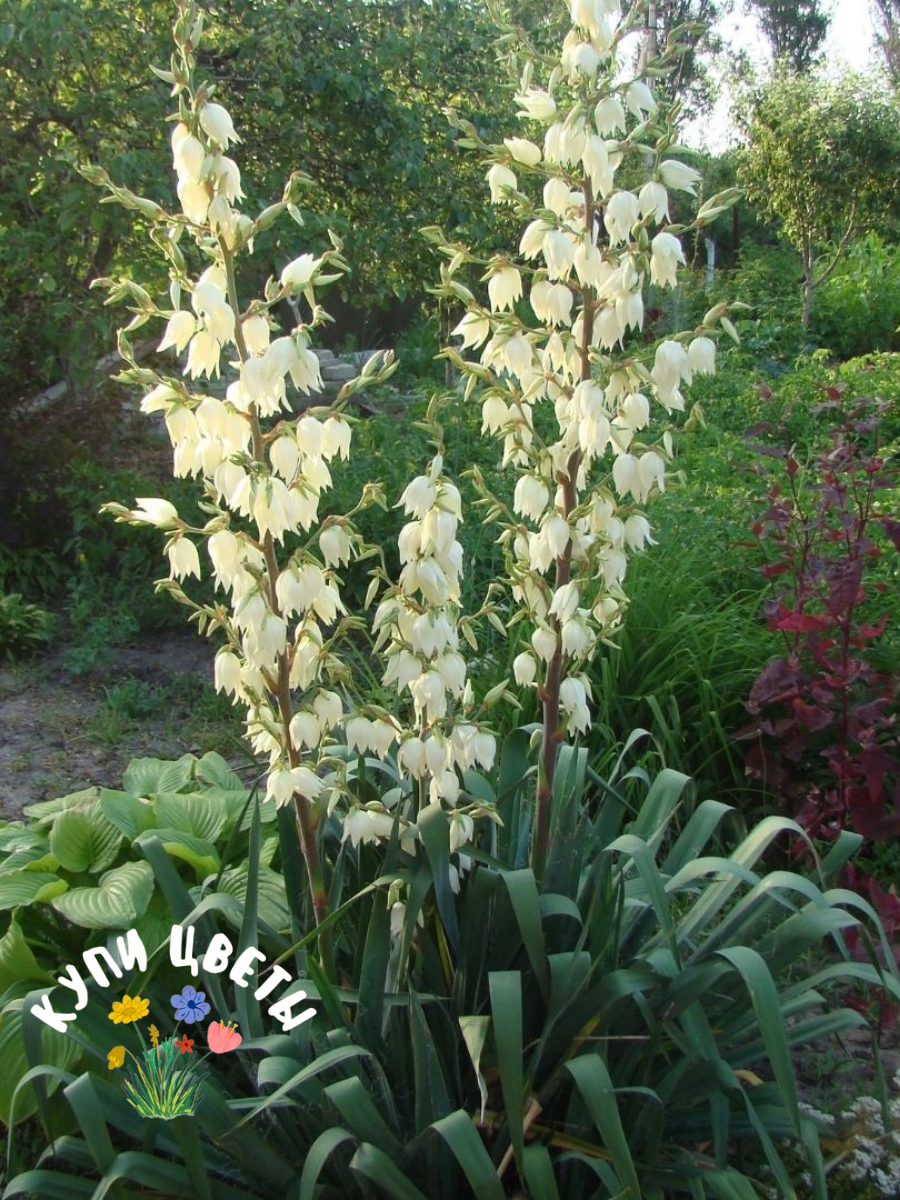 Луковицы цветов, купи цветы , Юкка Фламентоса ( 1 штука )белая