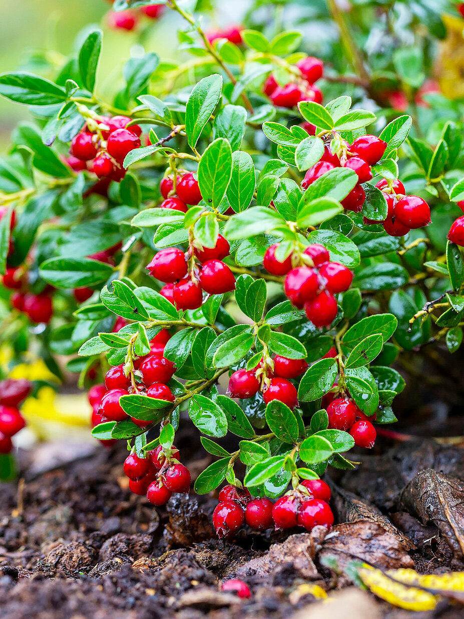Брусника Хадион, Семена, 20 шт, семена ягод, семена лесных ягод