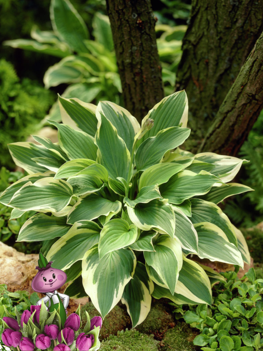 Клубни цветов, chipollino flowers, Хоста ANTIOCH ( 1 штука )