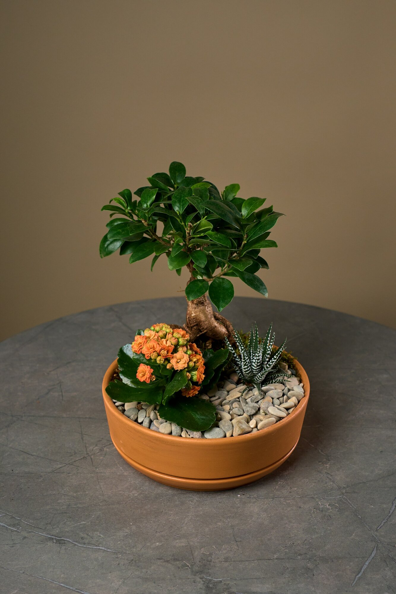 Композиция "терра" (Фикус Гинсенг, Каланхоэ, Суккулент) d 22 см, h 35 см от бренда Margo plants