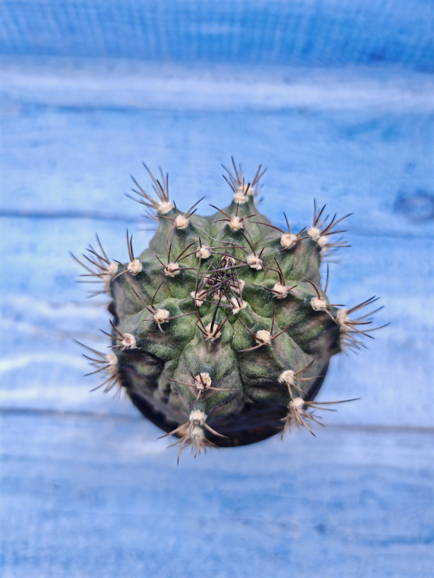 Коллекционный кактус Gymnocalycium T-Rex Pink hybrid (Гимнокалициум T-rex). Диаметр горшка 7 см. Субстрат Succuterra Classic и фирменный горшочек в комплекте.