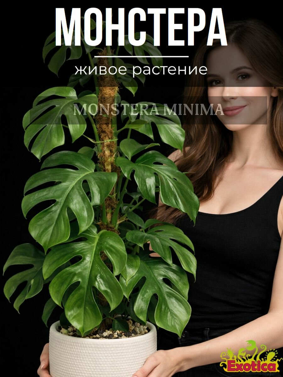 Монстера Минима (Monstera Minima) D12см, живое растение