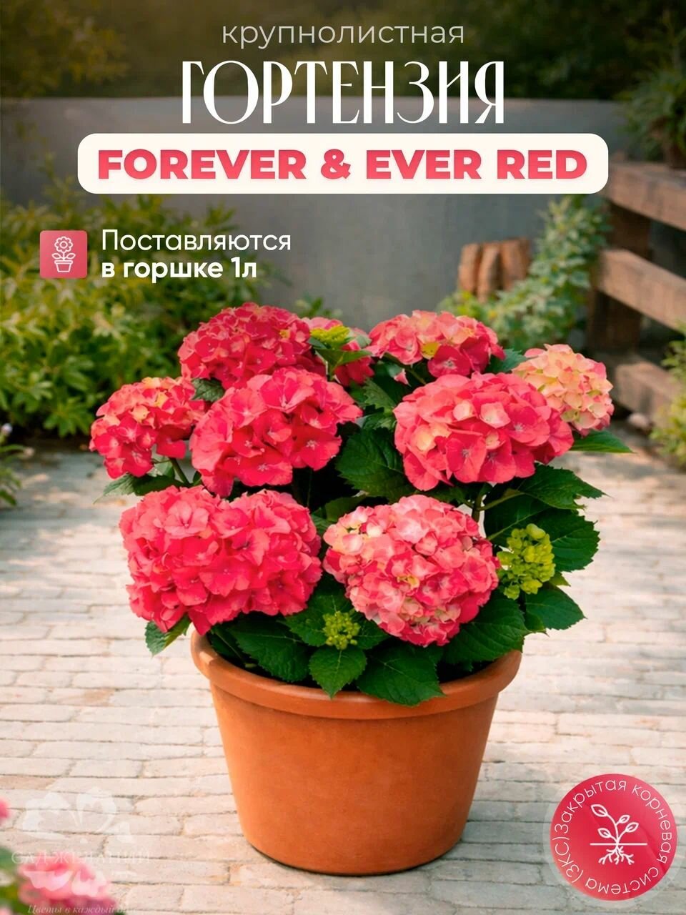 Ремонтантная гортензия Forever and ever Red в горшках 1 л, живое растение в горшке, саженец для сада, озеленение участка
