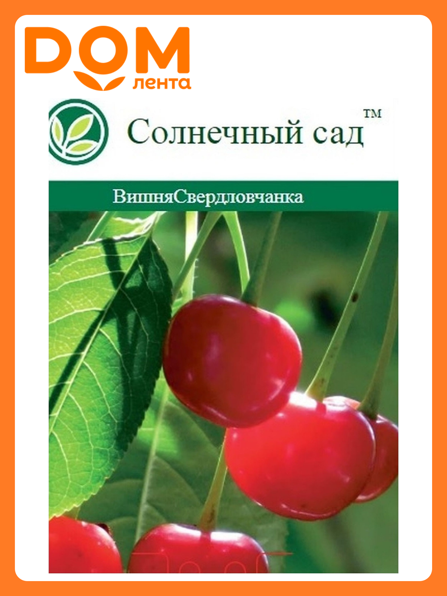 Растение Вишня Свердловчанка, многолетнее, самоплодное, зимостойкое