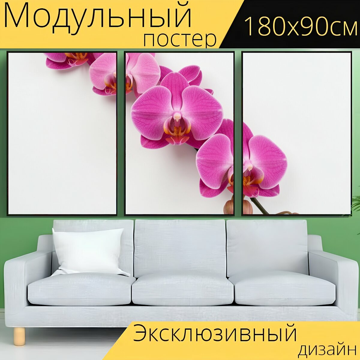 Модульный постер "Розовая орхидея на белом фоне. Изящная ветка фаленопсиса с крупными нежно-розовыми цветками и бутонами." 180 x 90 см. для интерьера на стену в тубусе