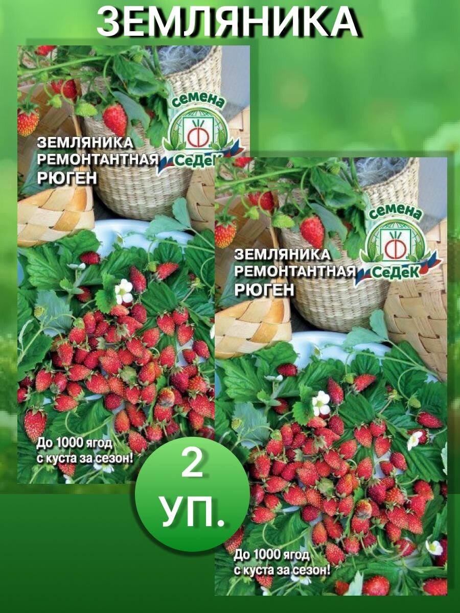 Земляника рюген ремонтантная, раннеспелая, безусая (2 упаковки) "СеДеК"