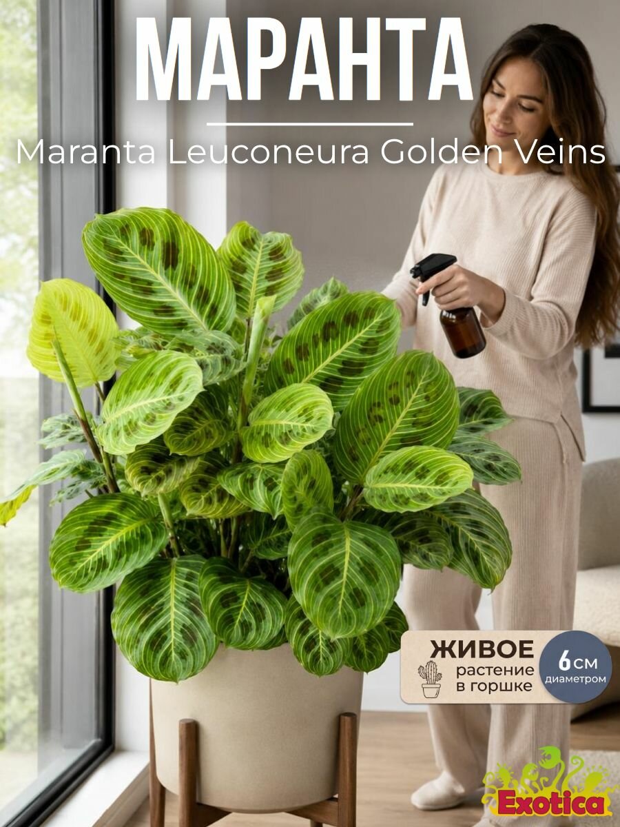 Маранта Голден Вейнс (Maranta Leuconeura Golden Veins) D6см, живое растение