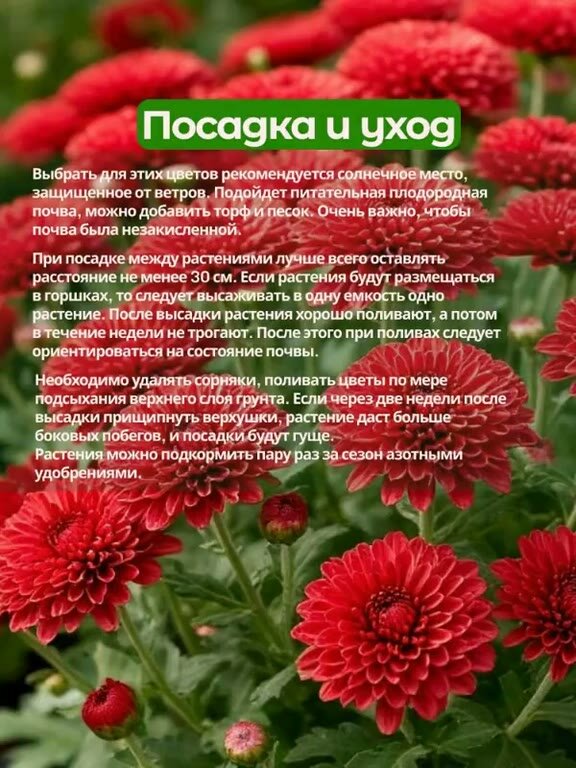 Хризантема Бранхилл Ред — фото 1