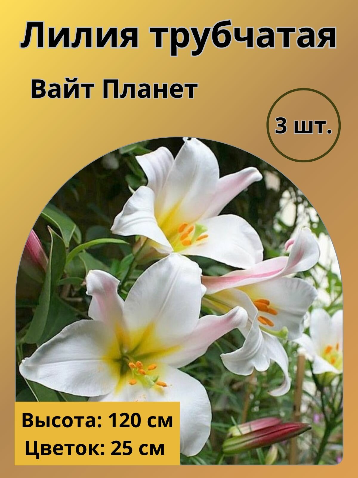 Лилия трубчатая Вайт Планет