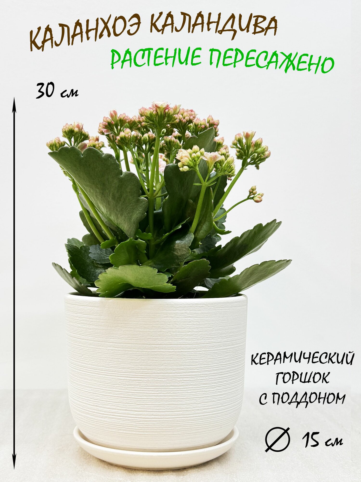 Каланхоэ Каландива розовое в белом керамическом горшке с поддоном, высота 25-30см