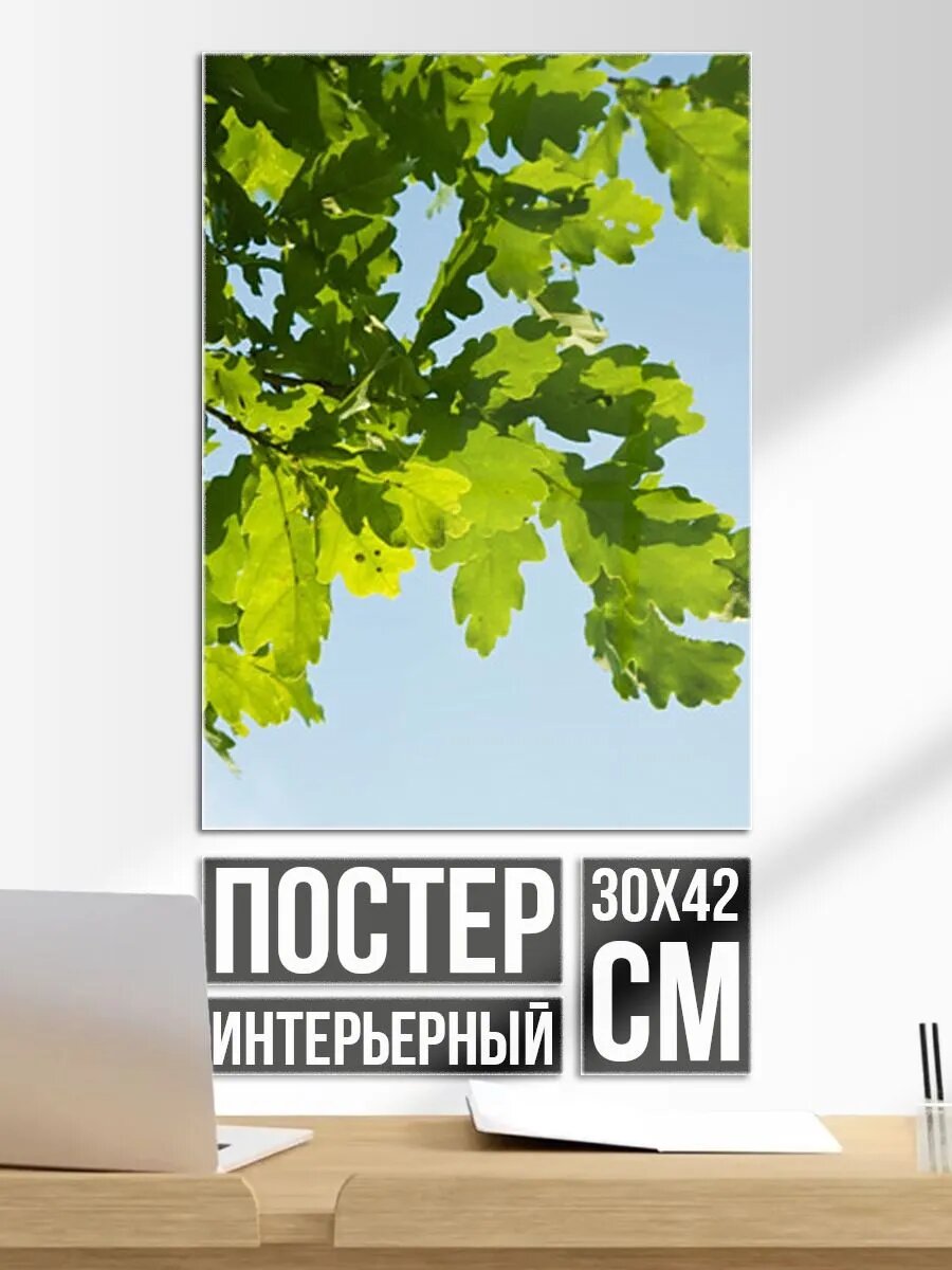 Постер на стену Дубовые ветки