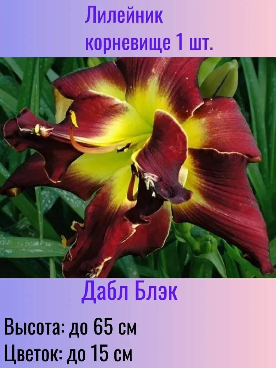 Саженцы лилейника многолетние цветы 1 штука