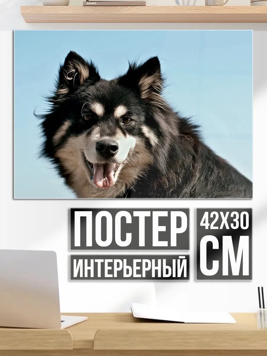Плакат постер Счастливый пес