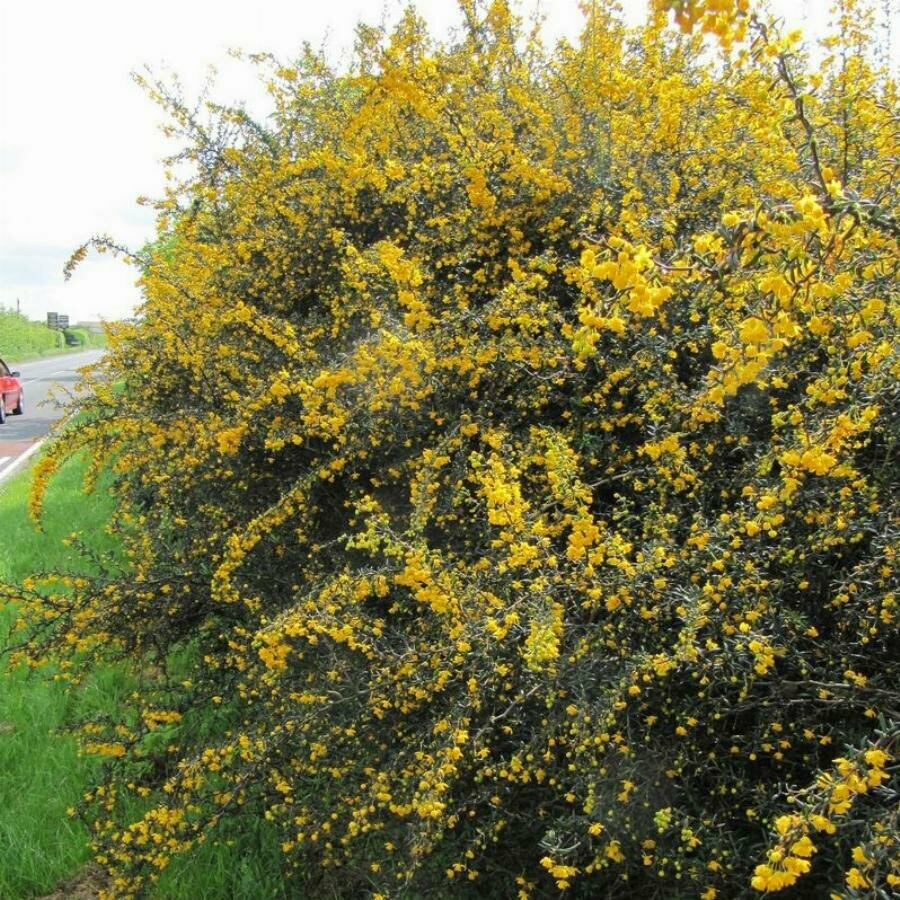 Барбарис узколистный (Berberis stenophylla), 40-60, С5