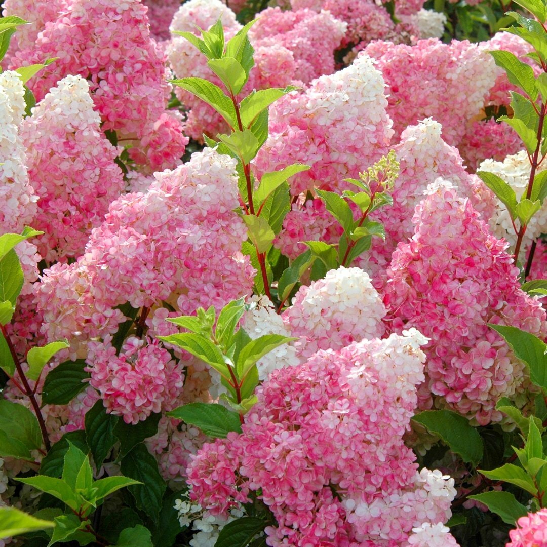 Гортензия метельчатая Фрайз Мельба (Fraise Melba), 60-80 С7