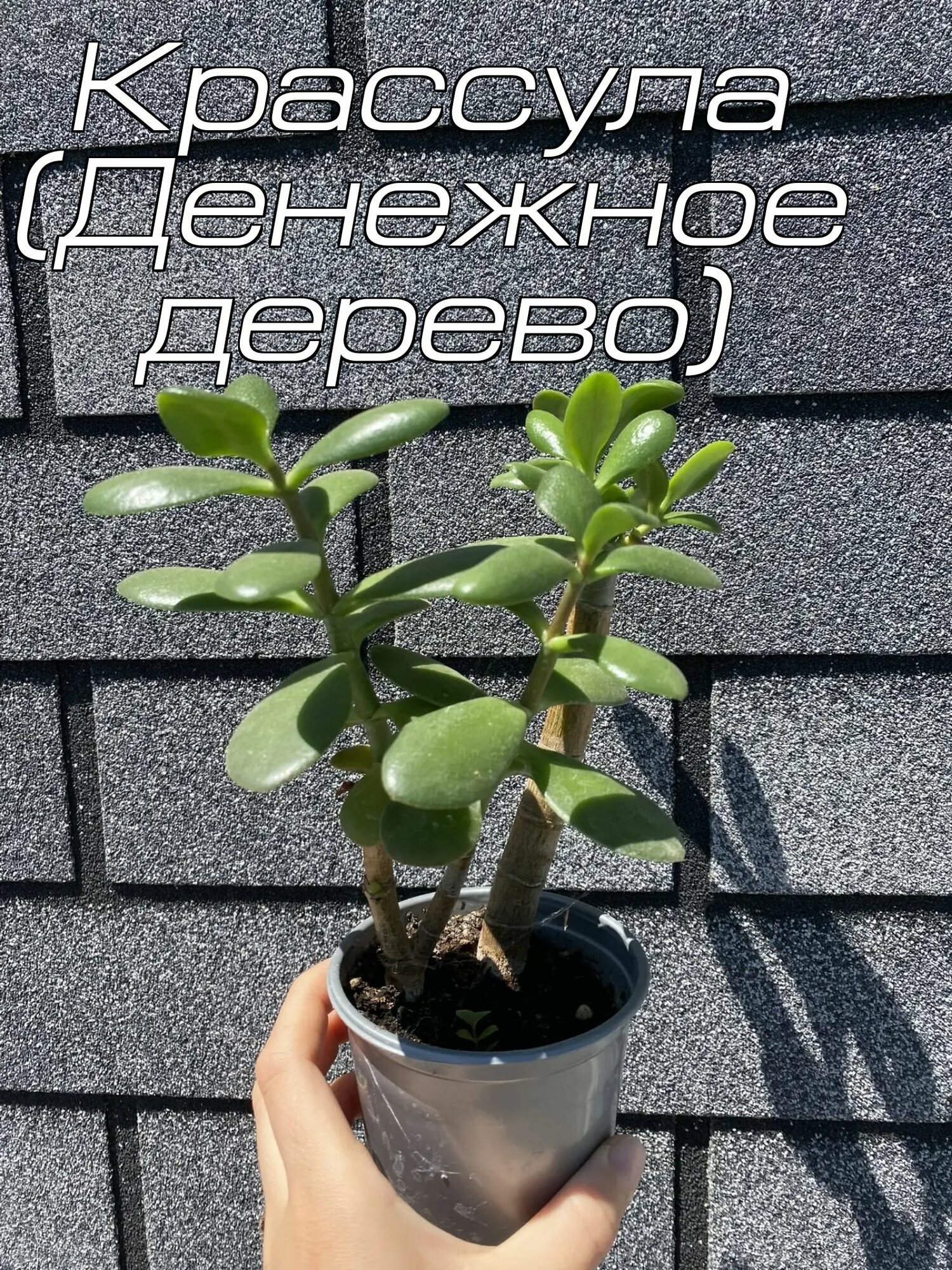 Крассула (Денежное дерево)