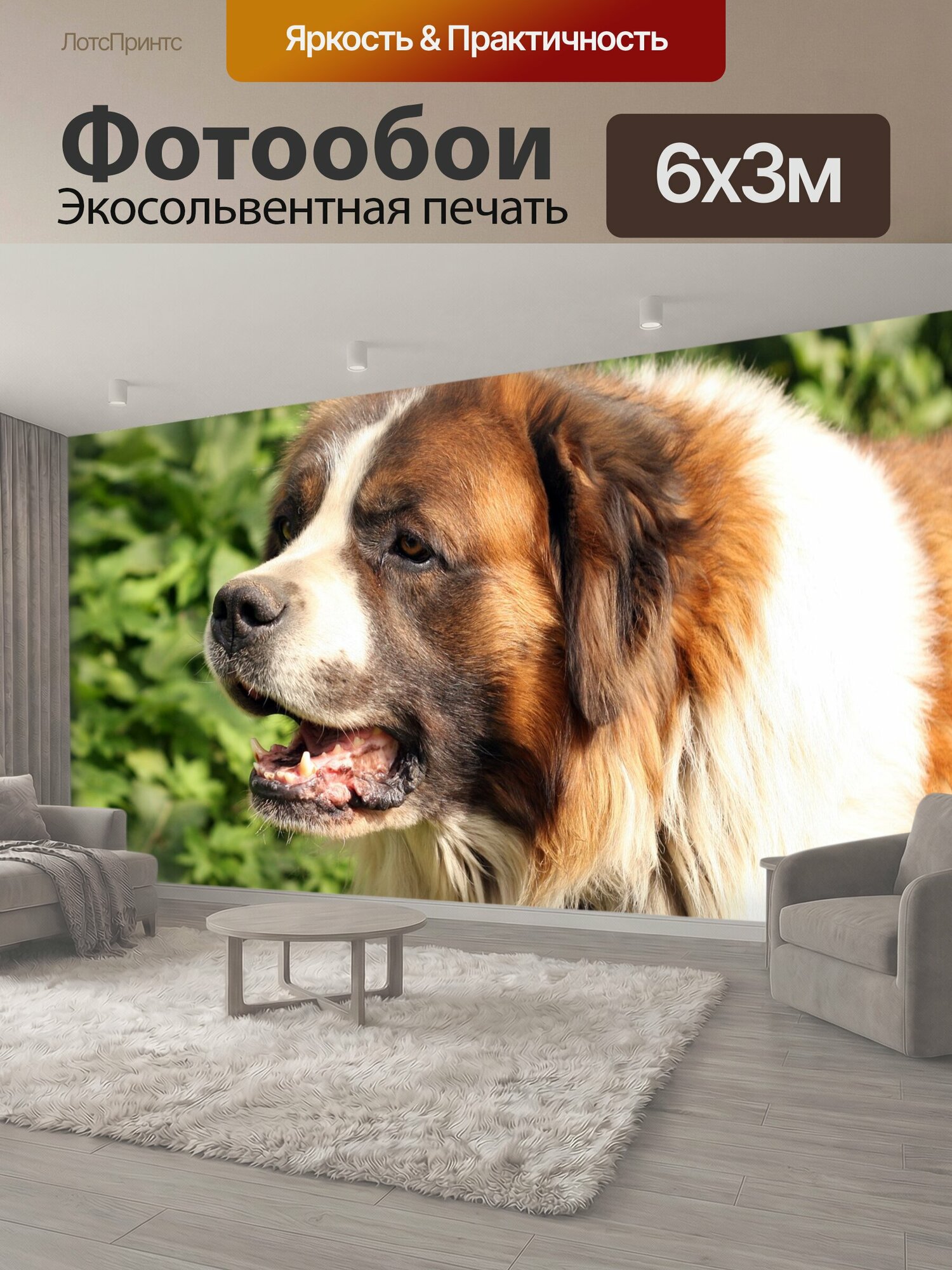 Фотообои "Собака, бернард, сенбернар" 600x300 см. экосольвентная печать