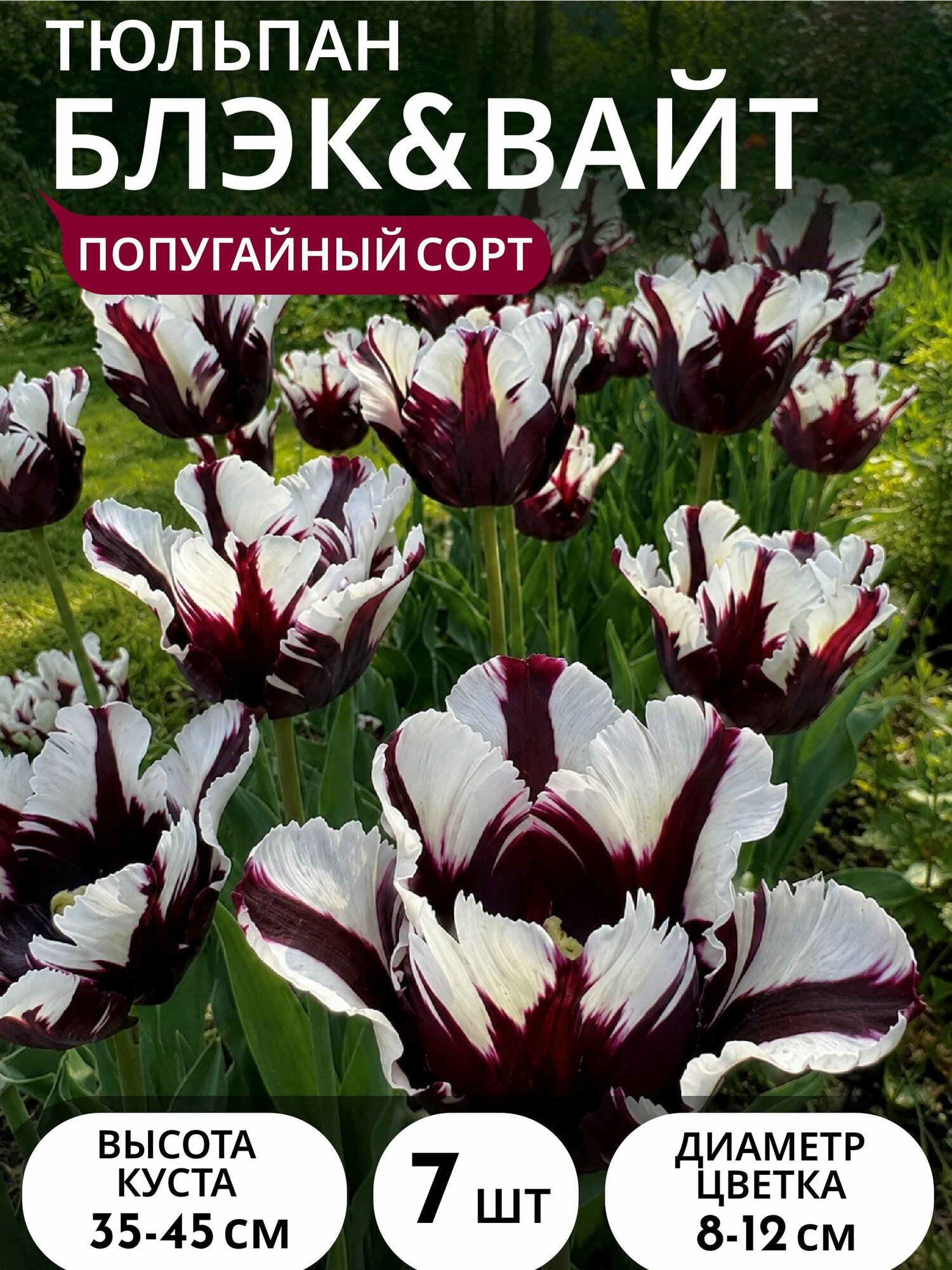 Тюльпаны попугайные многолетние луковицы "Блэк энд Вайт" 7 шт