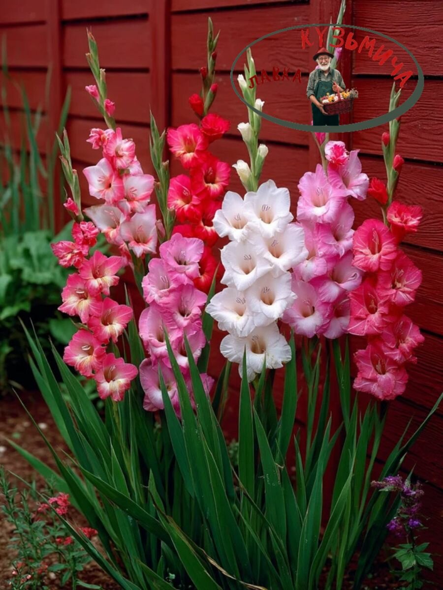 Гладиолусы PINK AND WHITE MIX ( 3 штуки )