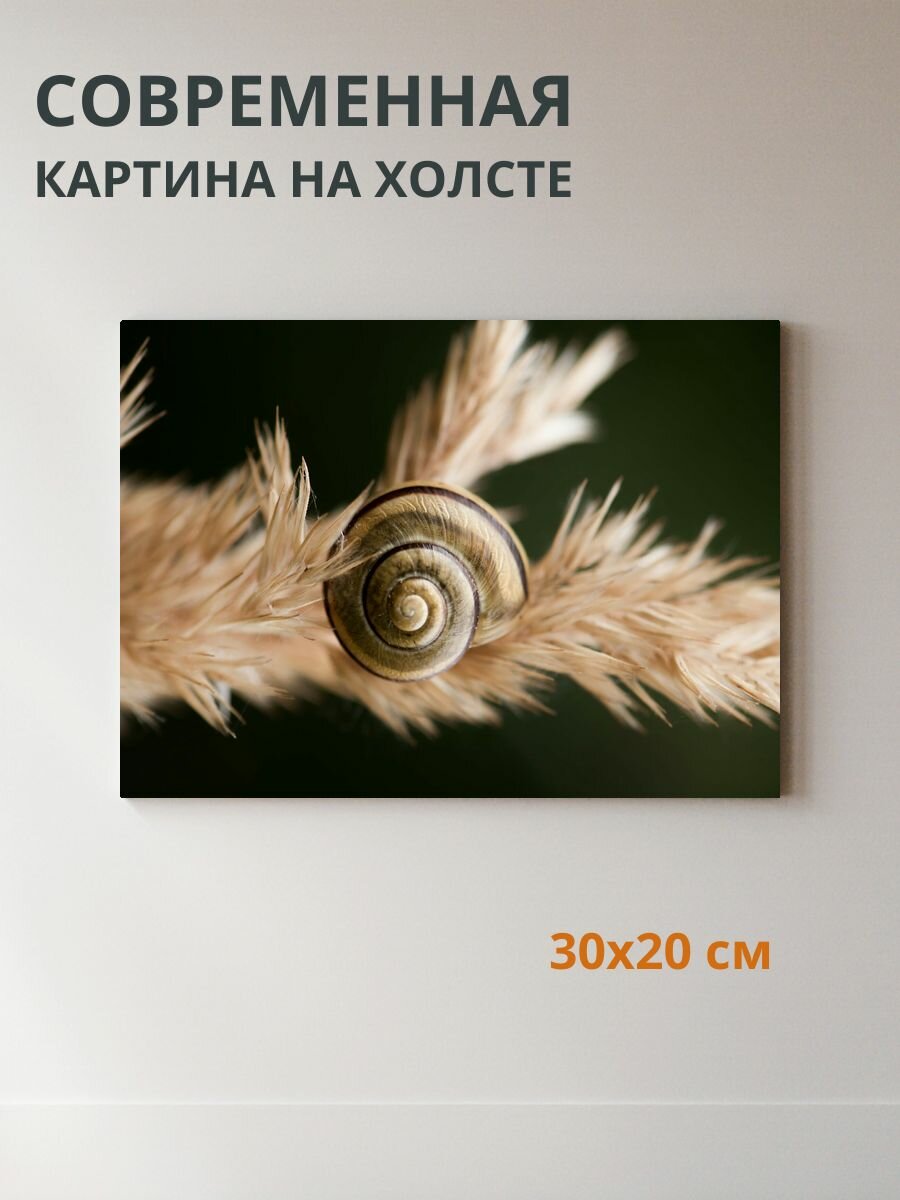 Картина на холсте Улитка на ракушке 30x20 см