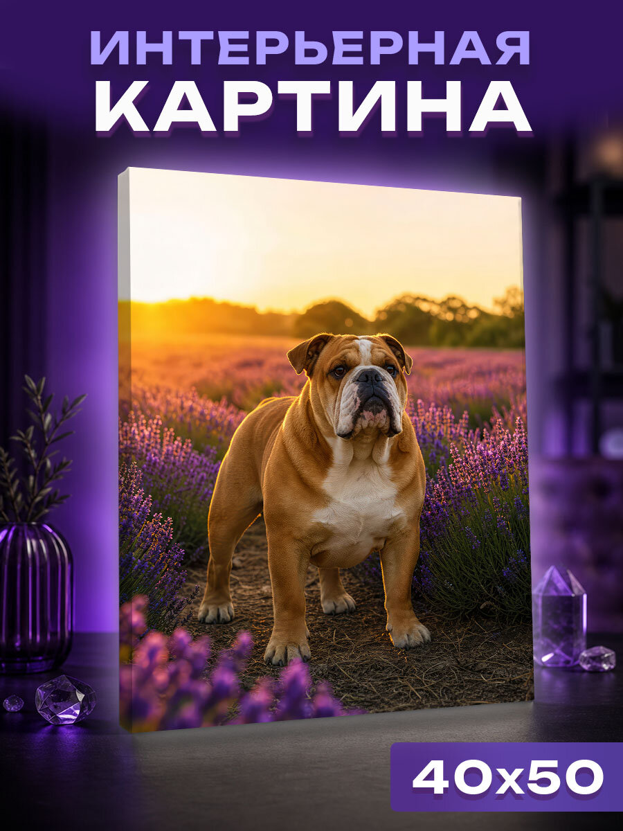 Интерьерная картина Бульдог в лавандовом поле