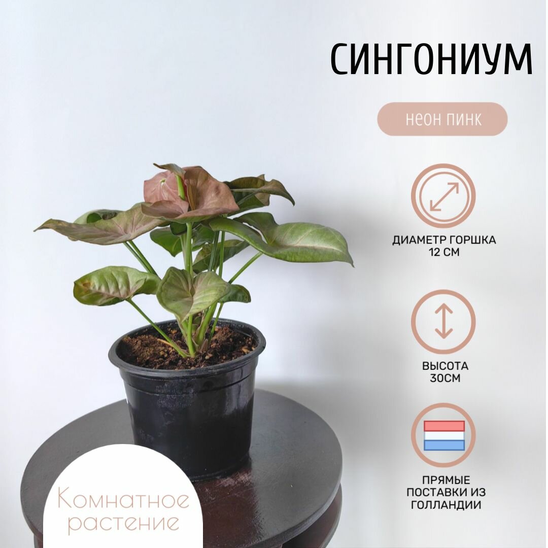 Сингониум "Неон Пинк", ампельный, подвесной, многолетник, розовый, 30 см