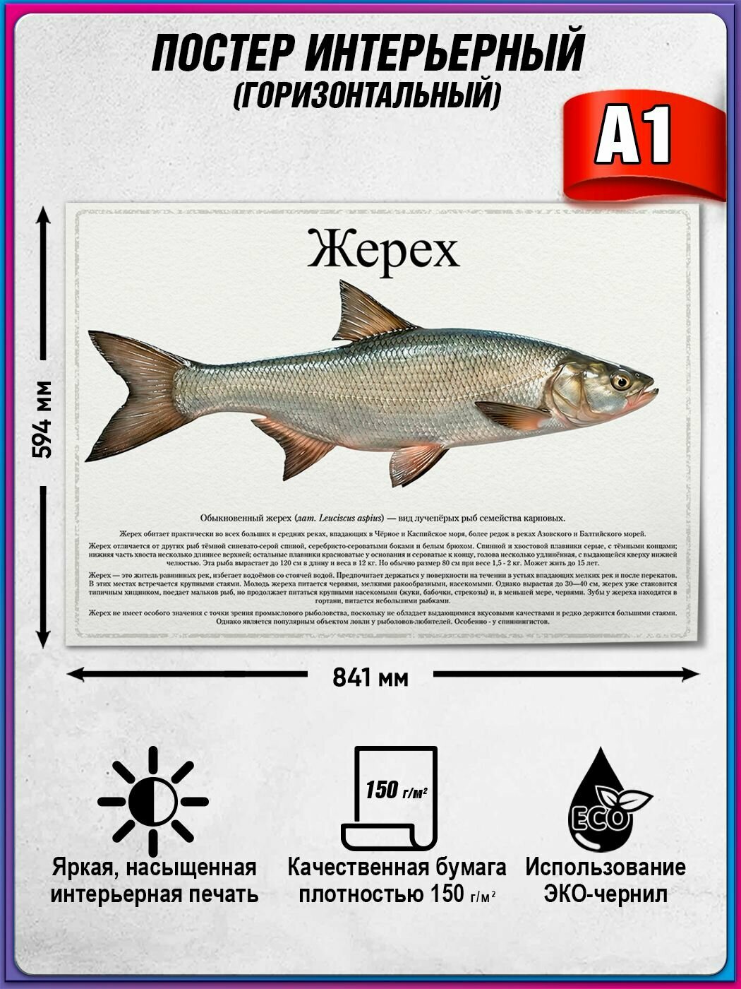 Постер интерьерный "Жерех" с описанием, плакат, подарок на День рыбака / А-1 (84x60 см.)