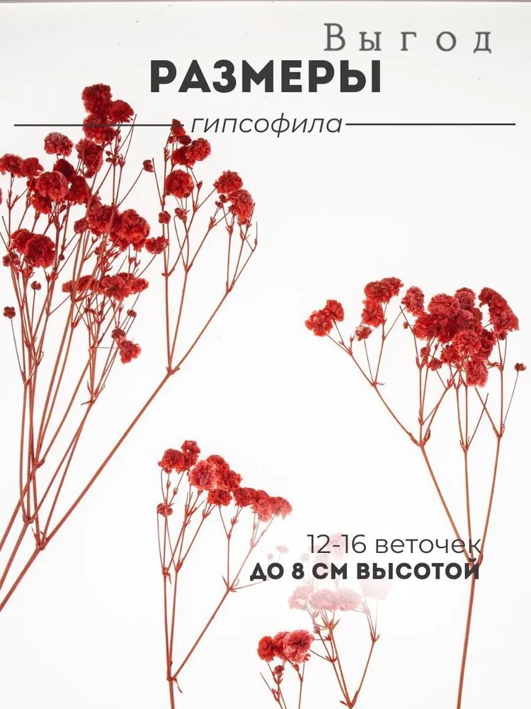 Сухоцветы Гипсофила, 1 шт — фото 1