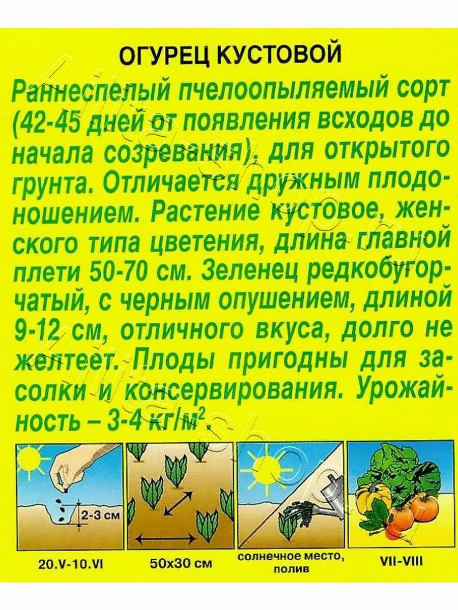 Семена "Огурец Кустовой" — фото 1