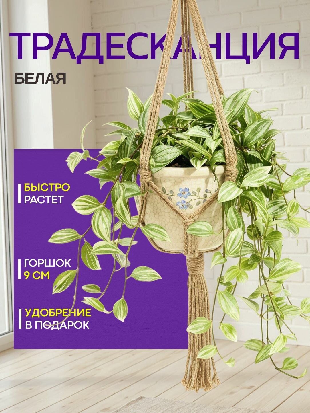 Традесканция Белая комнатный цветок в горшке живой
