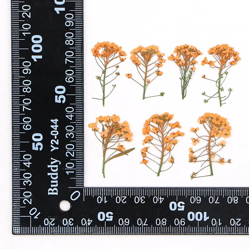 Натуральные прессованные цветочные головки алисумов 12 шт. 3-3,5 см Dye orange
