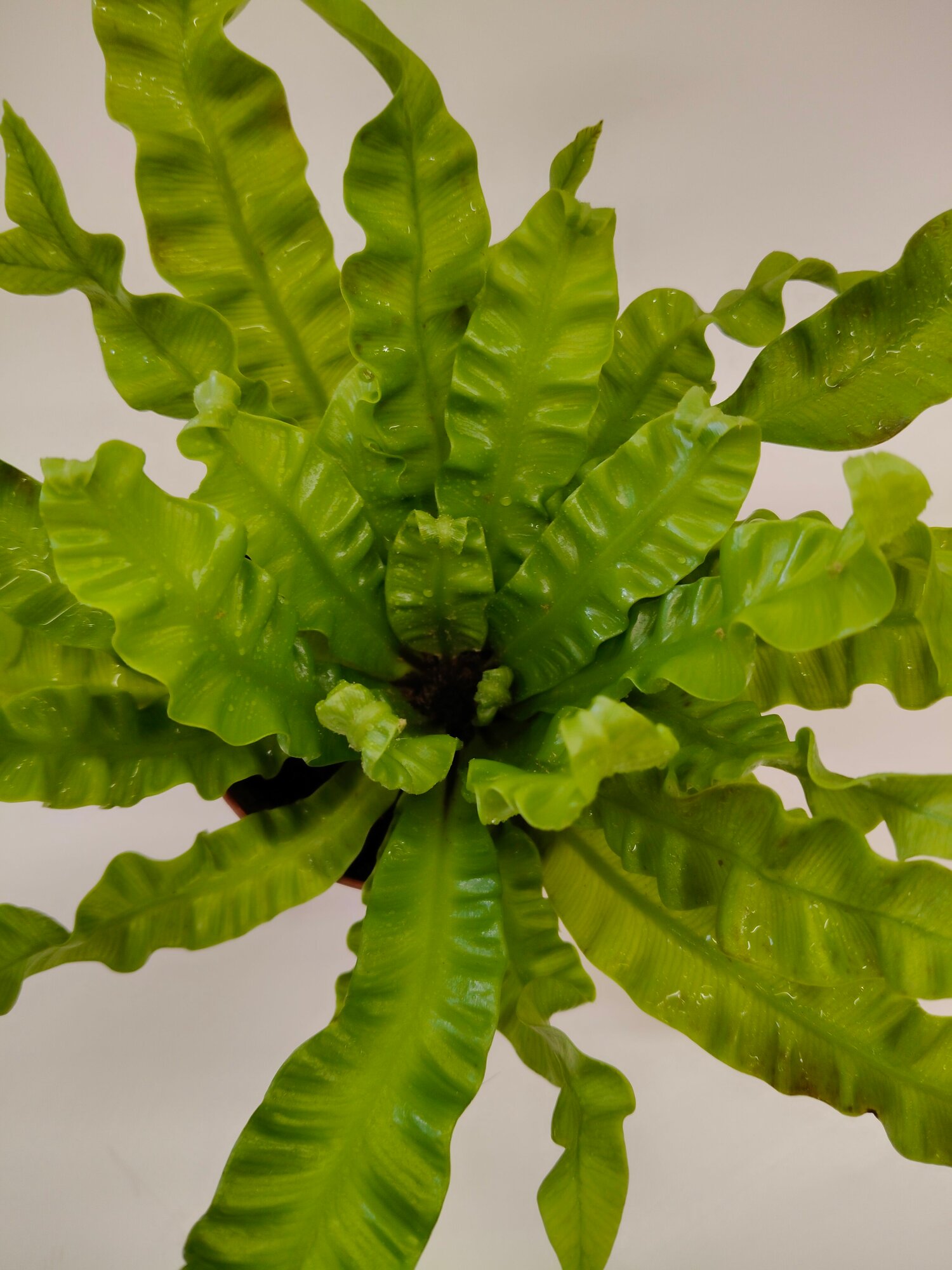 Асплениум гнездовидный Криспи Вейв Asplenium nidus Crispy Wave папоротник живой комнатный горшок d 12 см — фото 1
