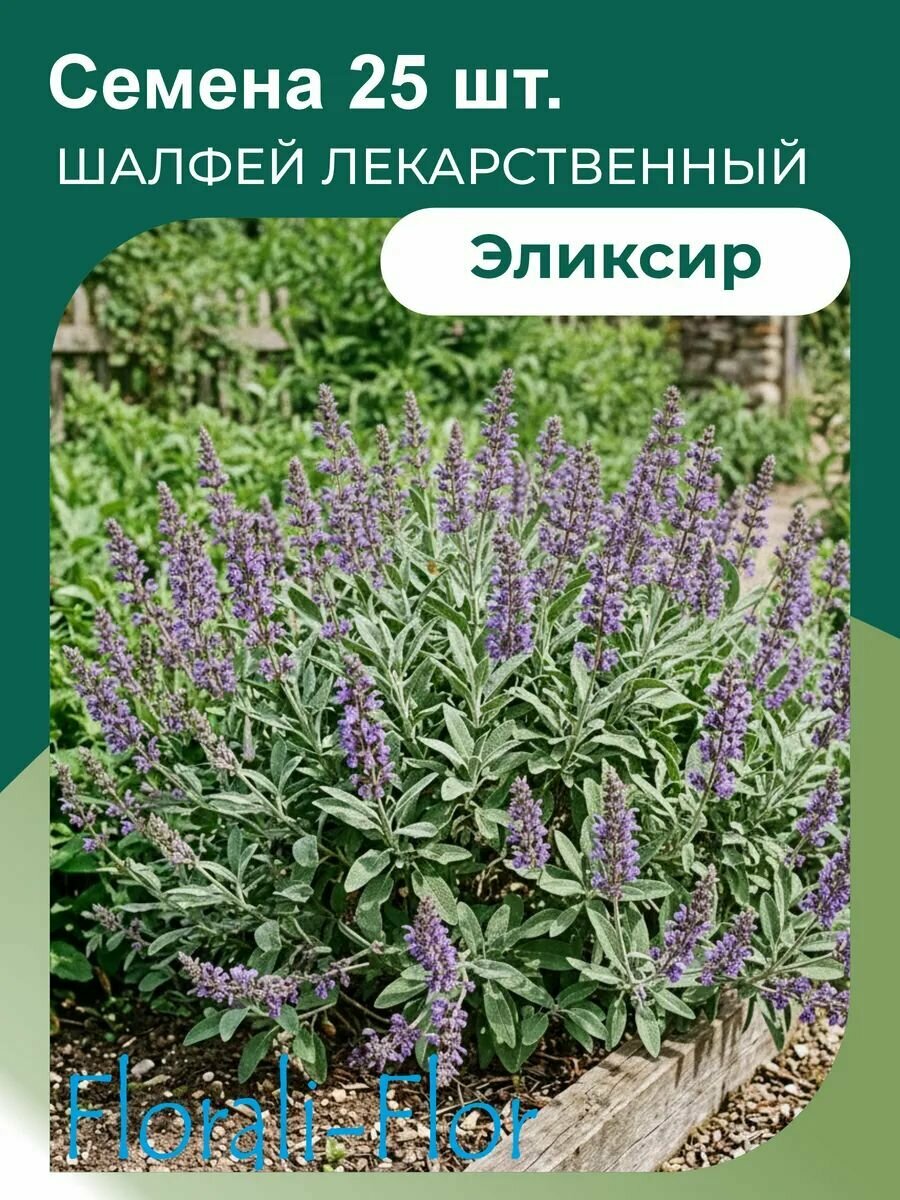 Шалфей Лекарственный Семена