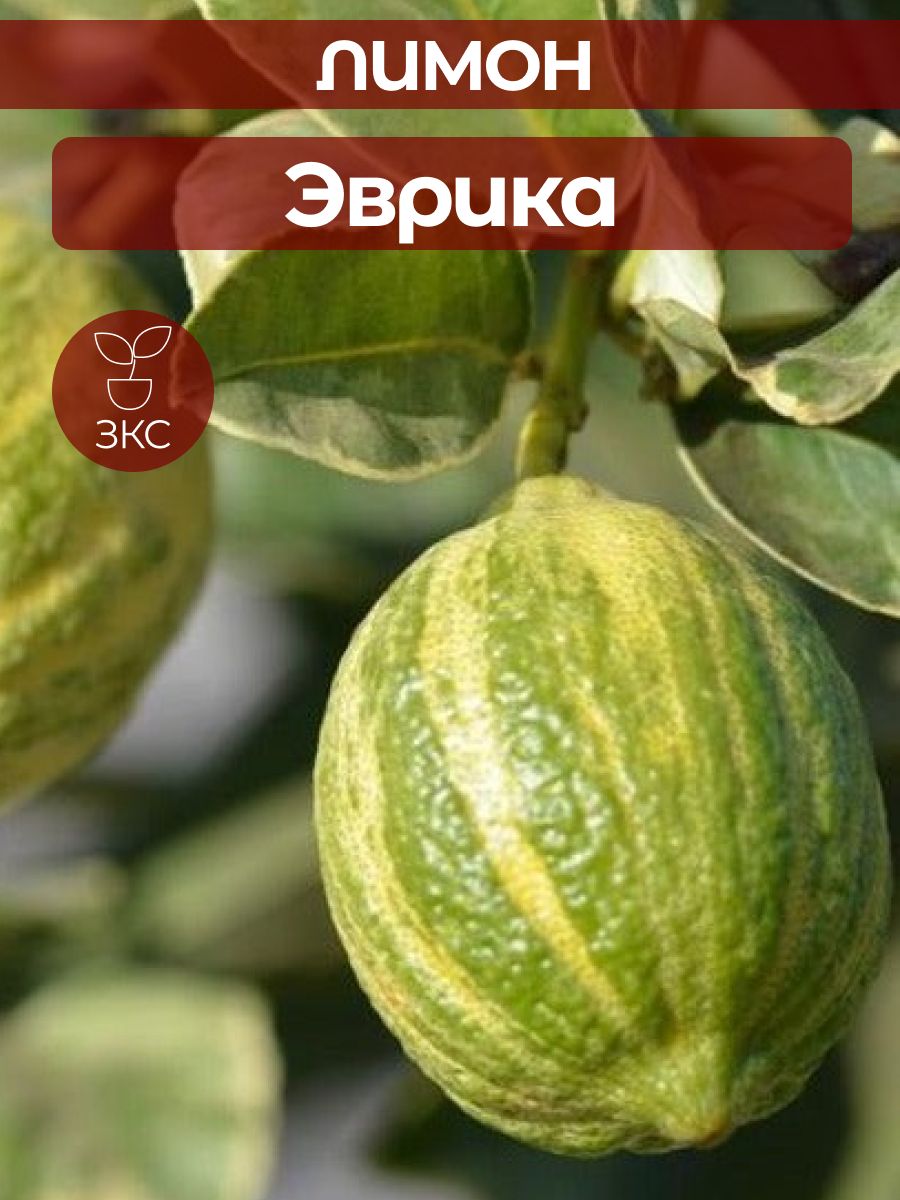 Саженцы Лимона Эврика
