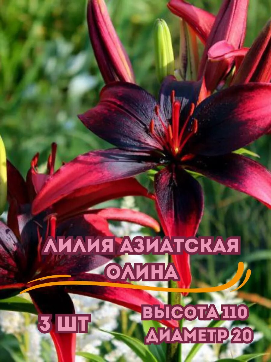Лилия мартагон луковицы