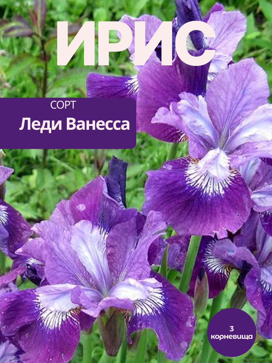 Ирис Леди Ванесса, корневище 3 шт