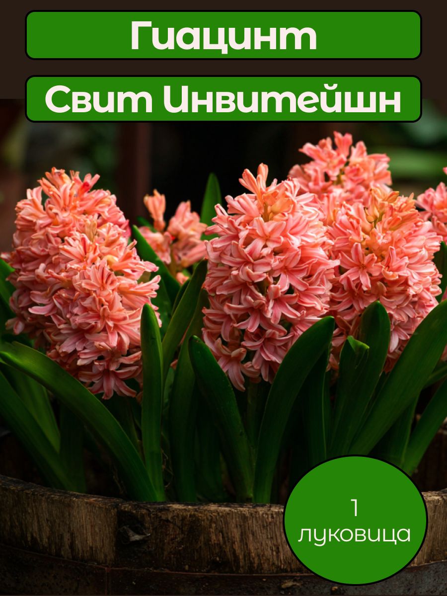 Луковицы Гиацинта Свит Инвитейшн 1 шт