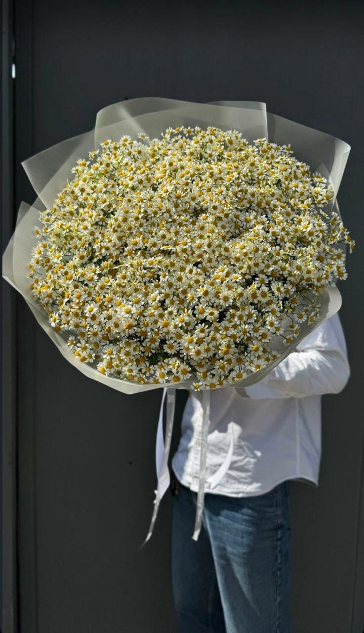 Букет из 25 Ромашек / цветы ромашки кустовые / доставка цветов Москва