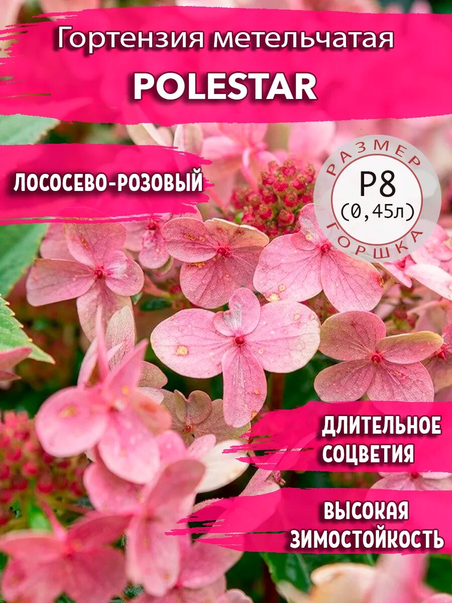 Гортензия метельчатая Polestar