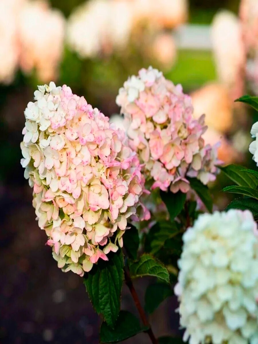 Гортензия метельчатая Little Blossom