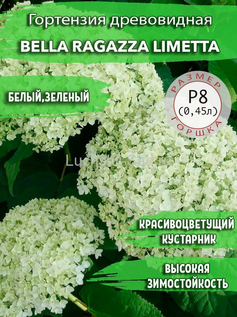 Гортензия древовидная Садовые Растения Bella Ragazza Limetta, цвет белый, зеленый