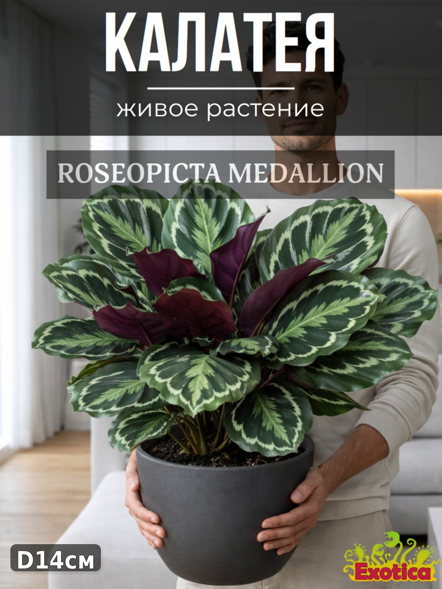 Калатея Медальон (Calathea Roseopicta Medallion) D14см, домашнее растение