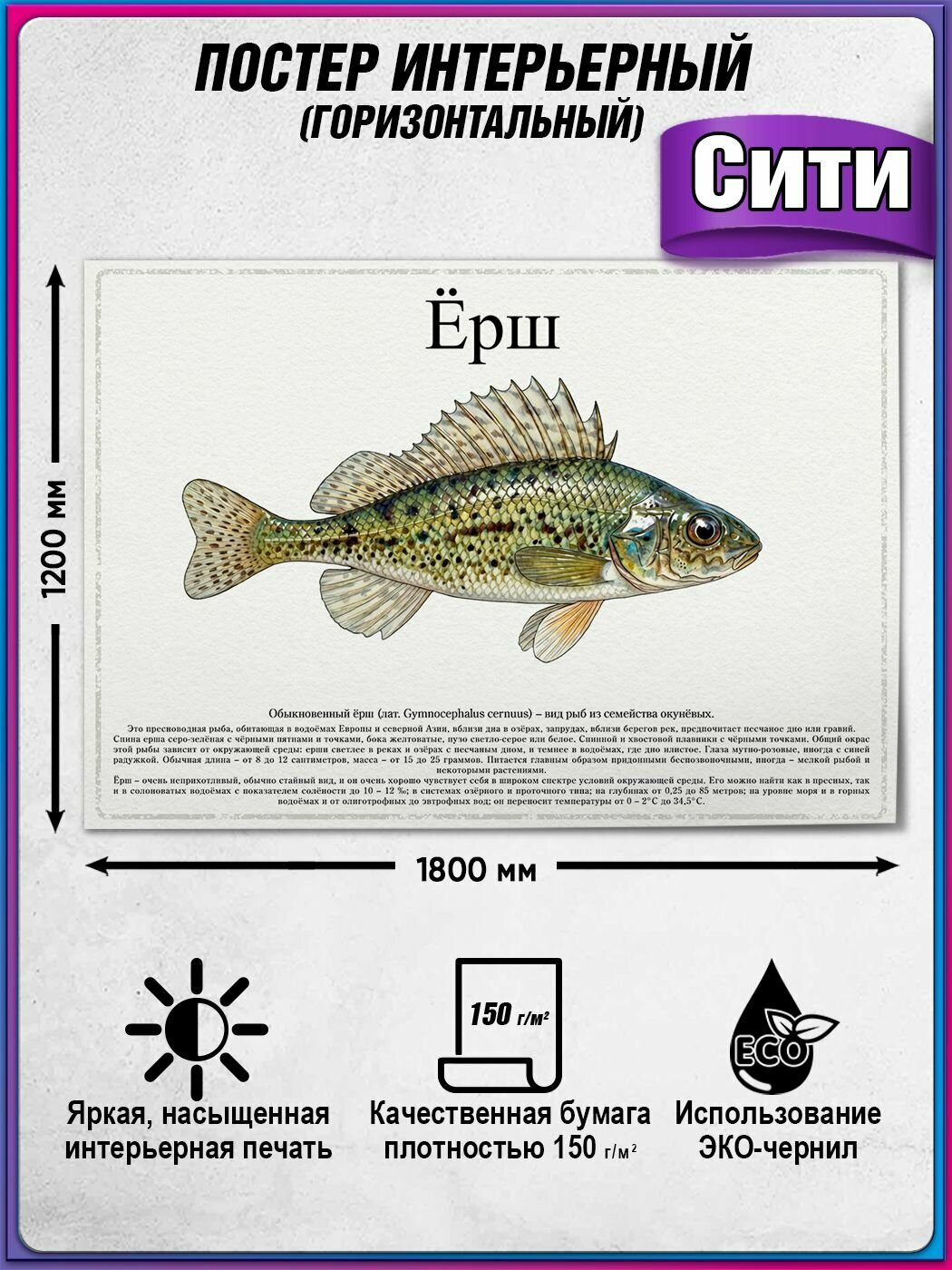 Постер интерьерный "Ёрш", плакат, подарок на День рыбака / Сити-формат (180x120 см.)