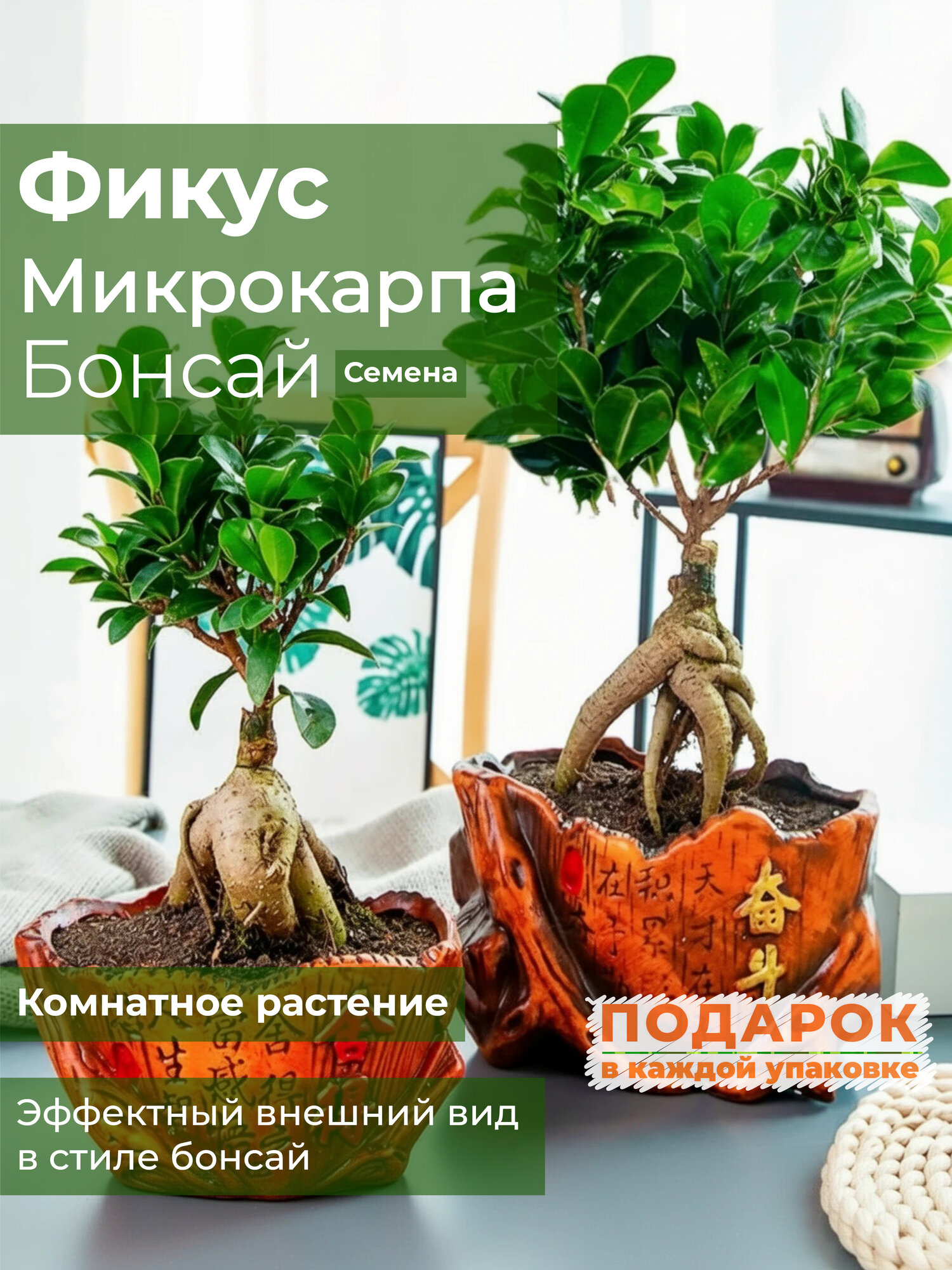 Фикус Микрокарпа Бонсай, Семена, 30 шт, семена комнатных растений