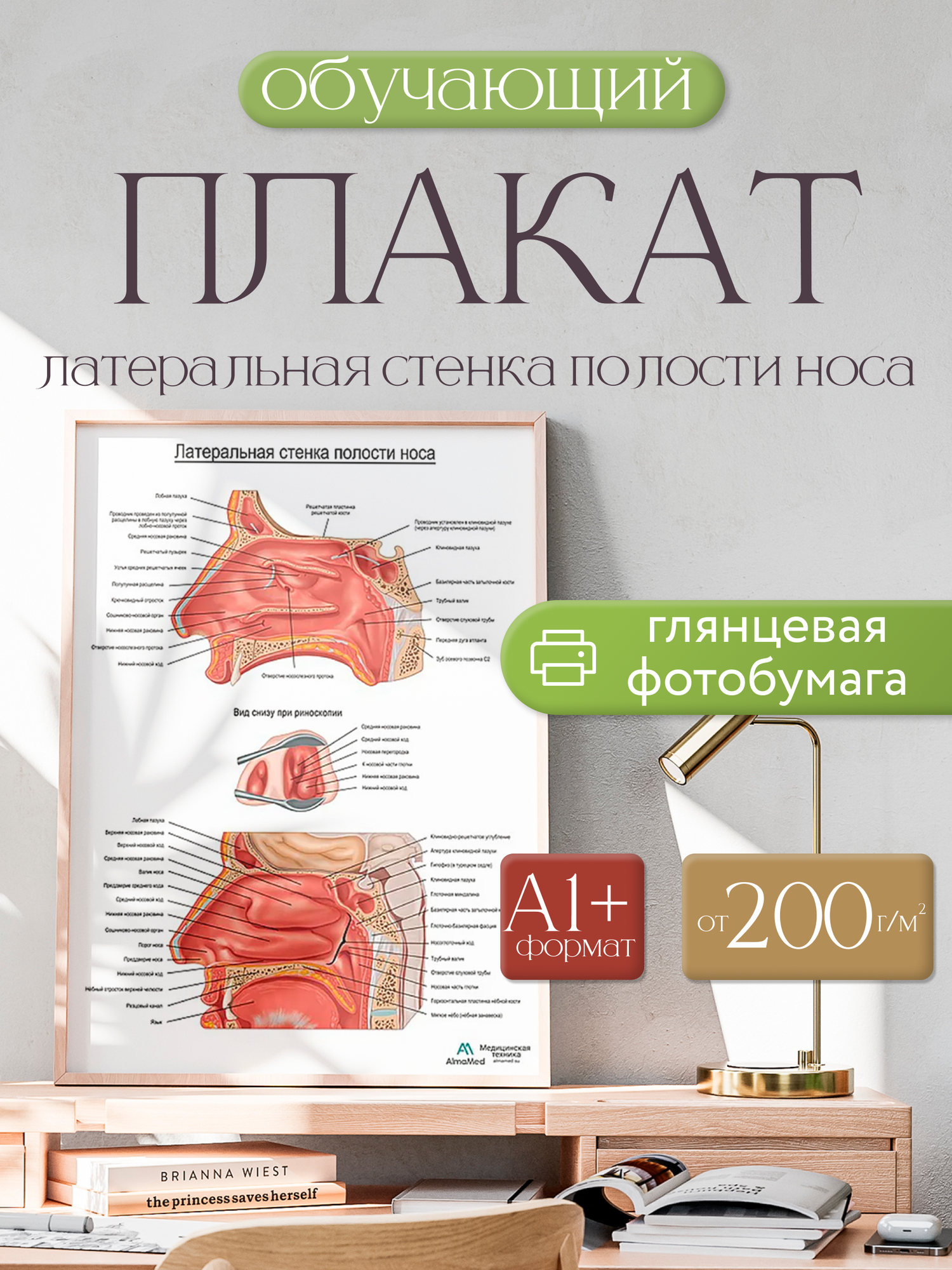Обучающий плакат "Носовая полость, боковая стенка", размер А1+, глянцевая фотобумага от 200г/м2